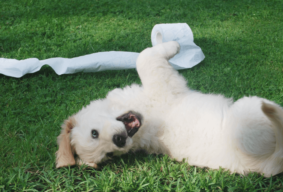 Pet Behavior Training Near Me 28752 Crestview Veterinary Hospital Pet Behavior Training Near Me 28752 Crestview Veterinary Hospital