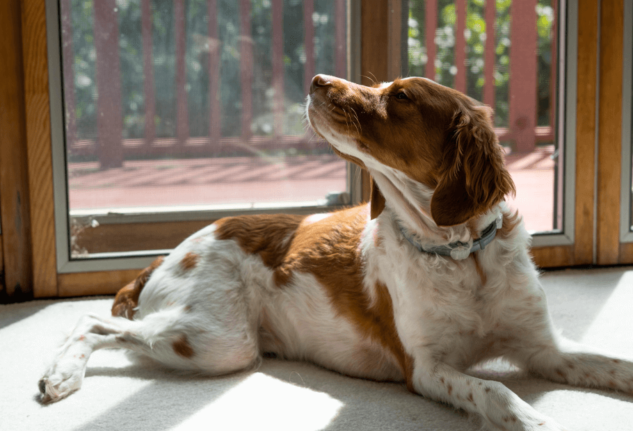 Pet Boarding Near Me 28752 Crestview Veterinary Hospital Pet Boarding Near Me 28752 Crestview Veterinary Hospital